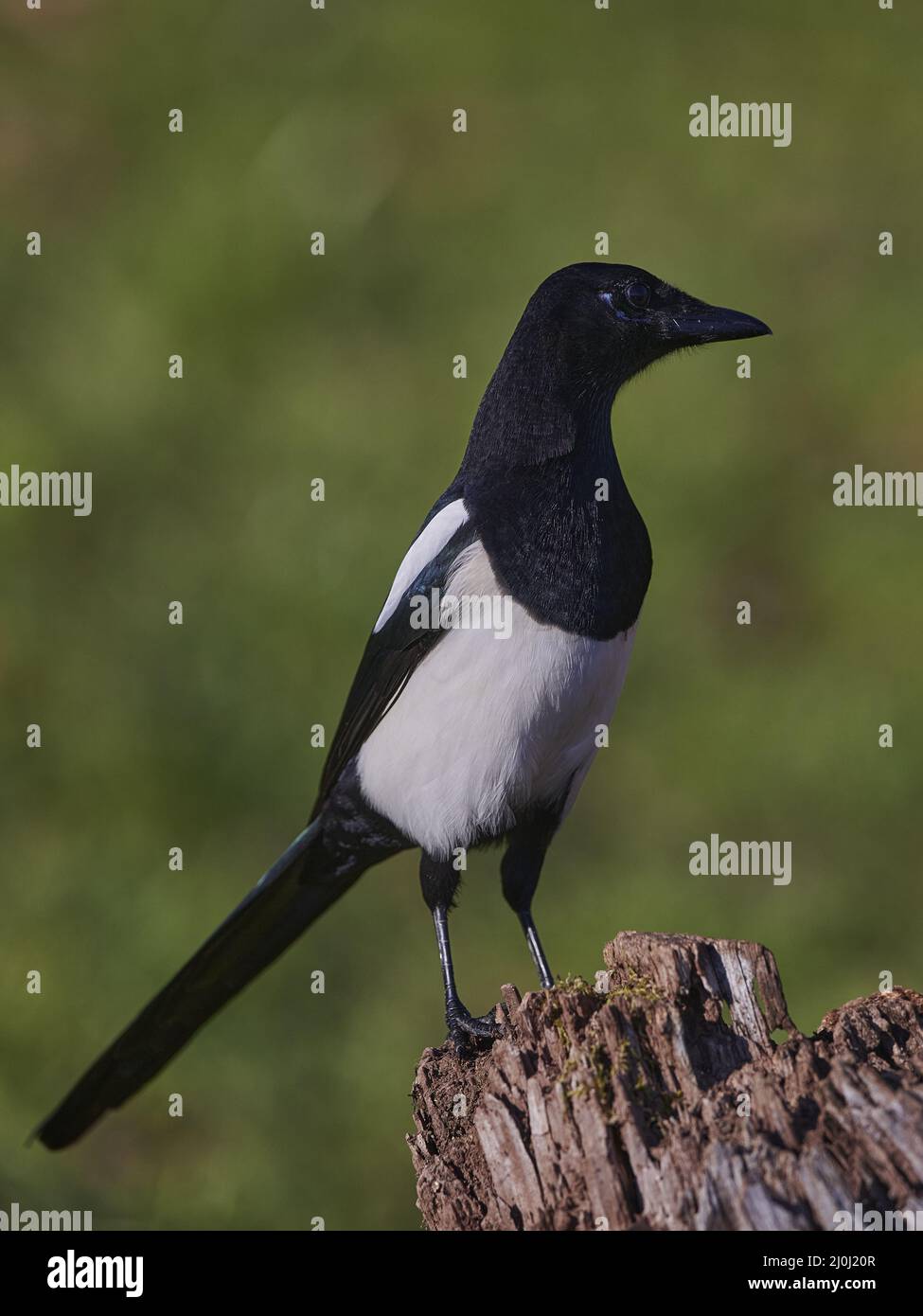 Wildlife look hi-res stock photography and images - Alamy