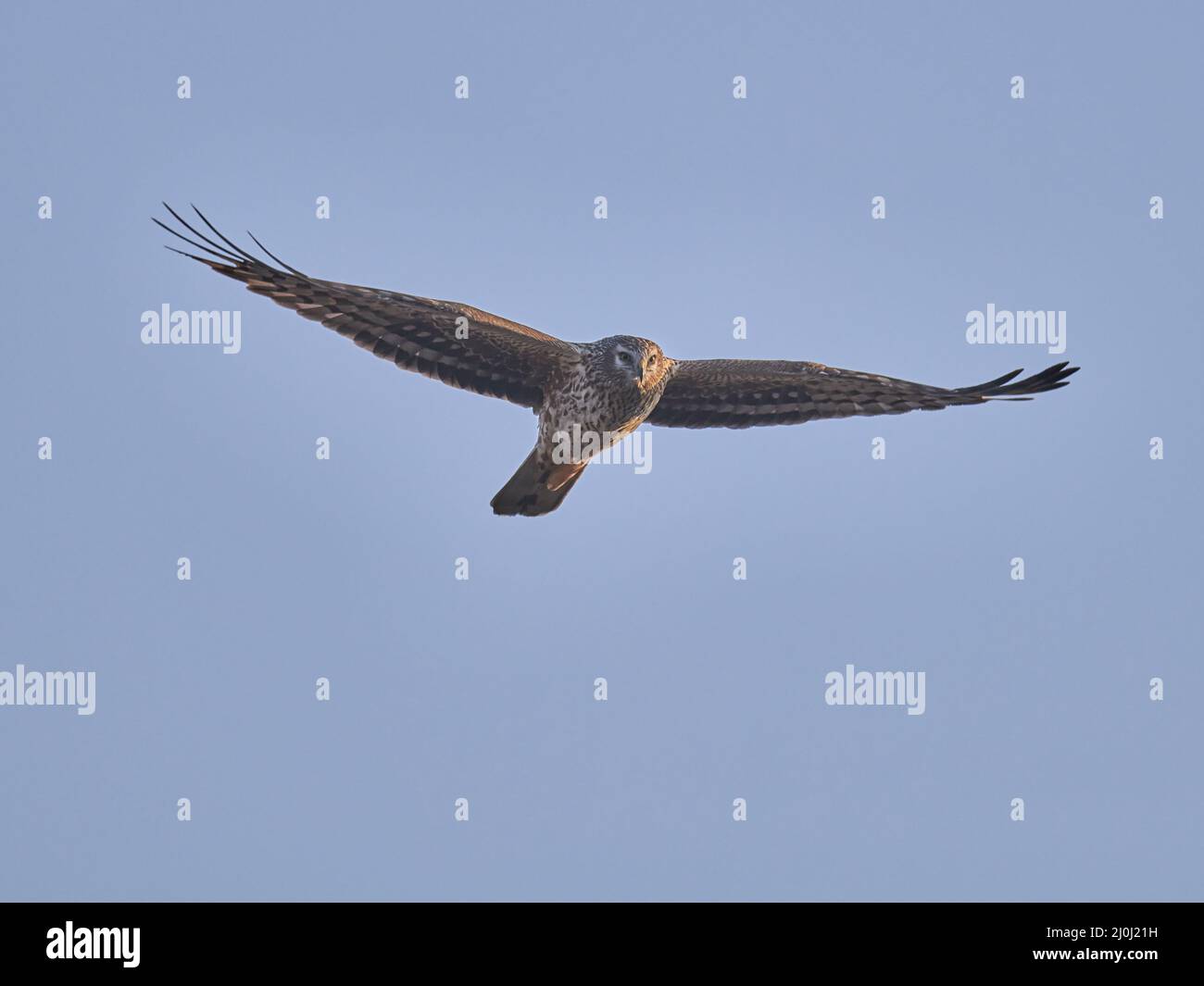 Hen harriers hi-res stock photography and images - Alamy
