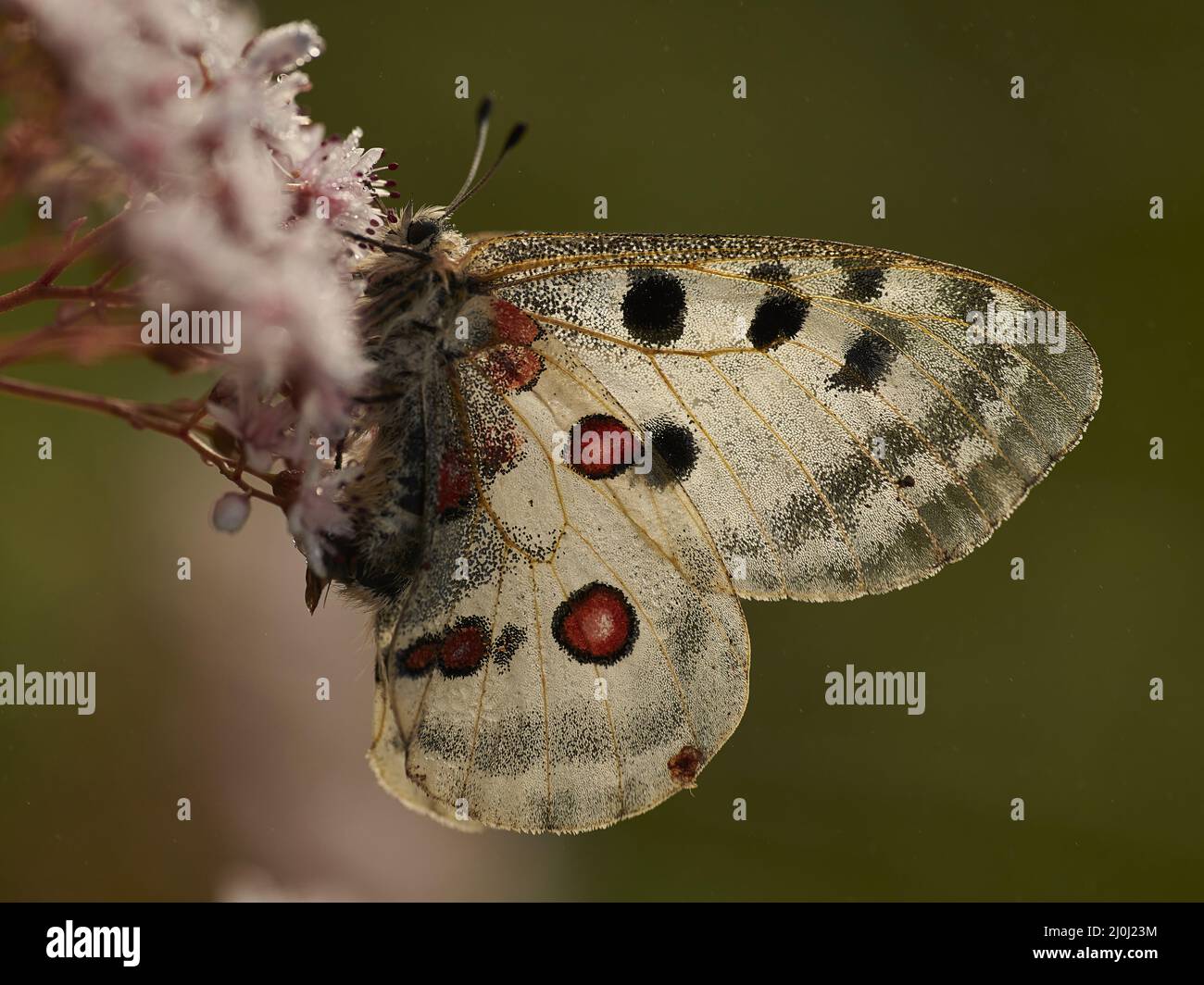 Apollofalter hi-res stock photography and images - Alamy