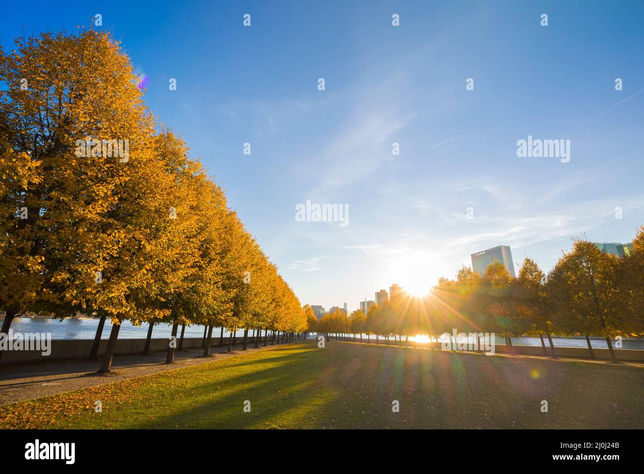 Autumn sunlight illuminates the rows of autumnal leaf color trees in ...