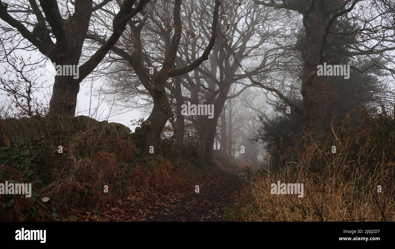 A hollow lane in the fog, Stannington, near Sheffield, with oak trees ...