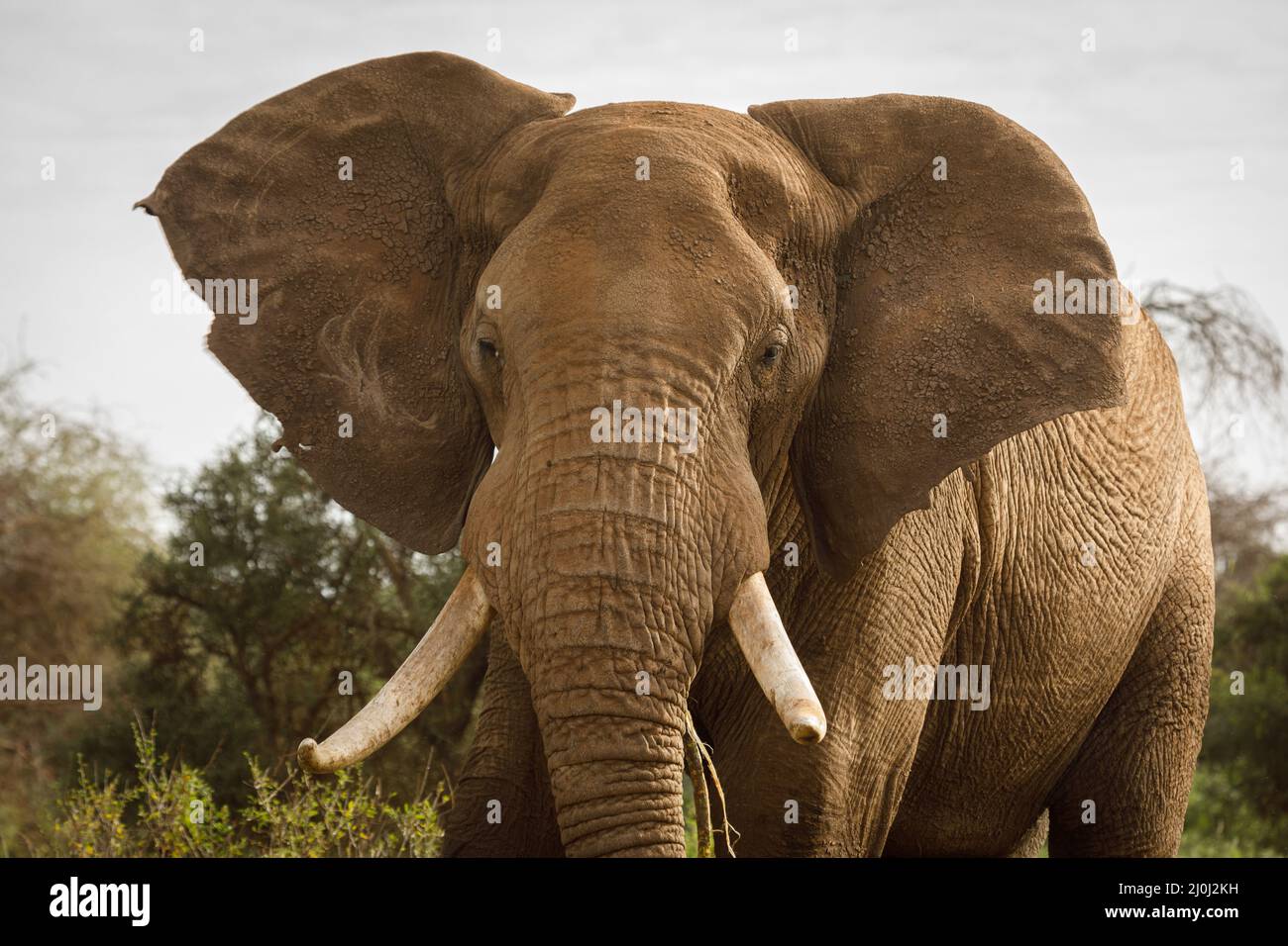 closeup head portrait of an elephant Stock Photo - Alamy