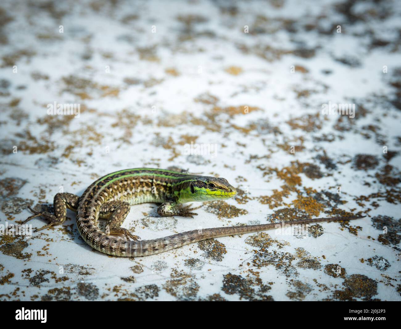 Staring lizard hi-res stock photography and images - Alamy