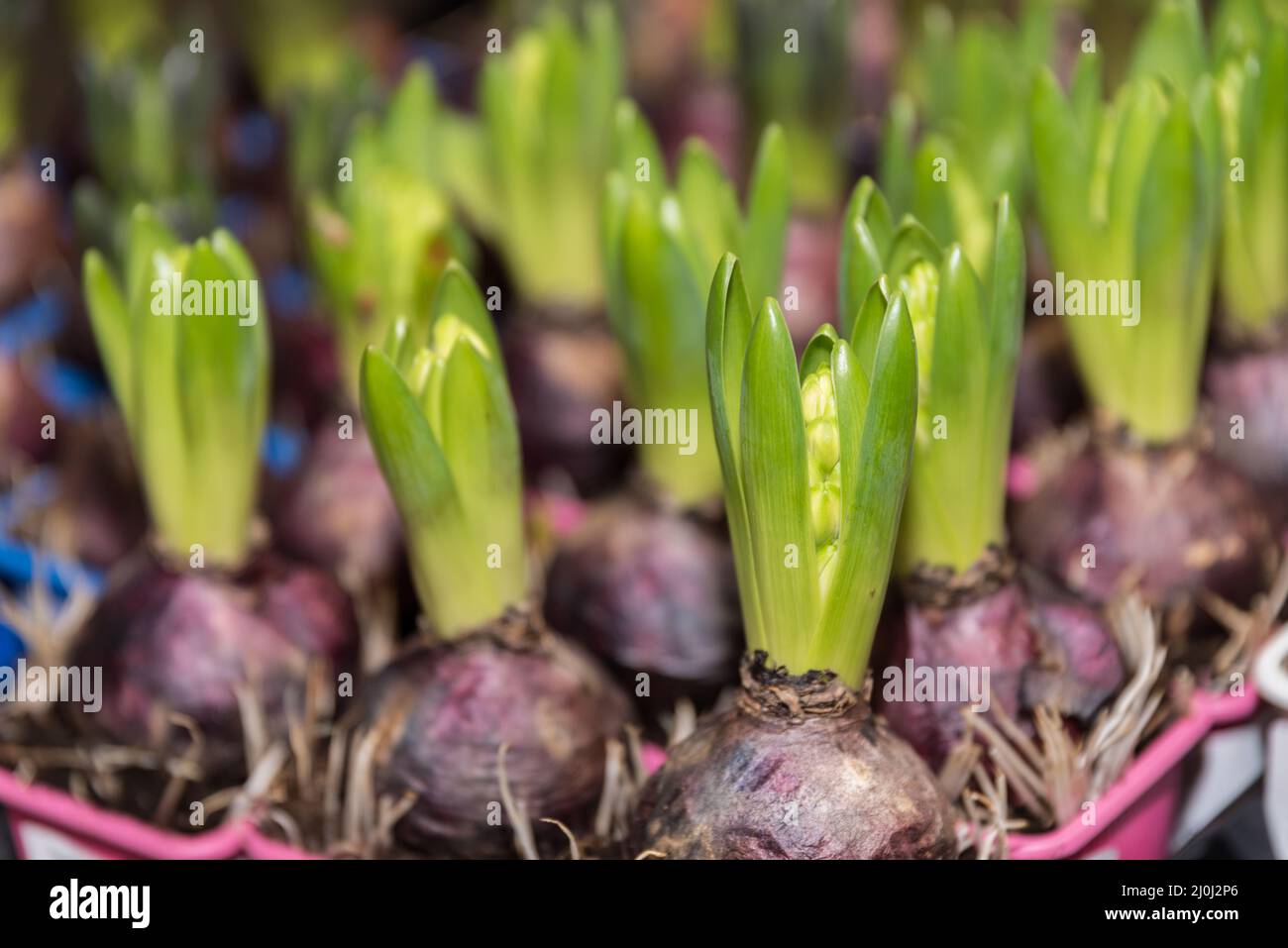 Hyacinth Bulb Growth Stages at Helen Leach blog