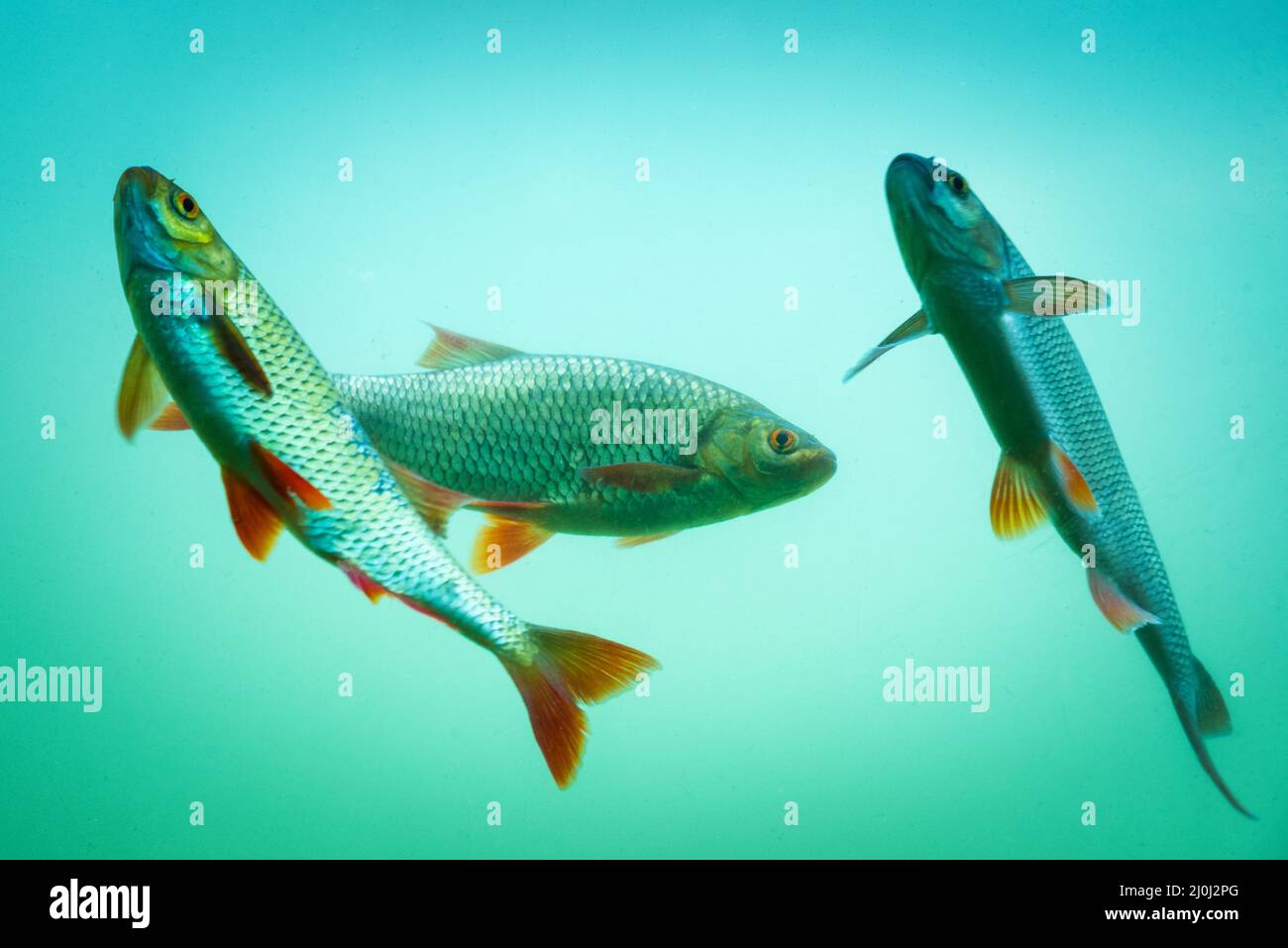 Fish swimming under water hi-res stock photography and images - Alamy