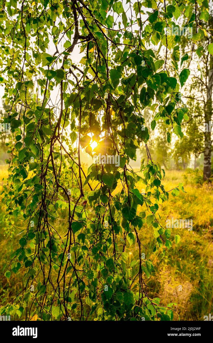 Sunshine natural hi-res stock photography and images - Alamy