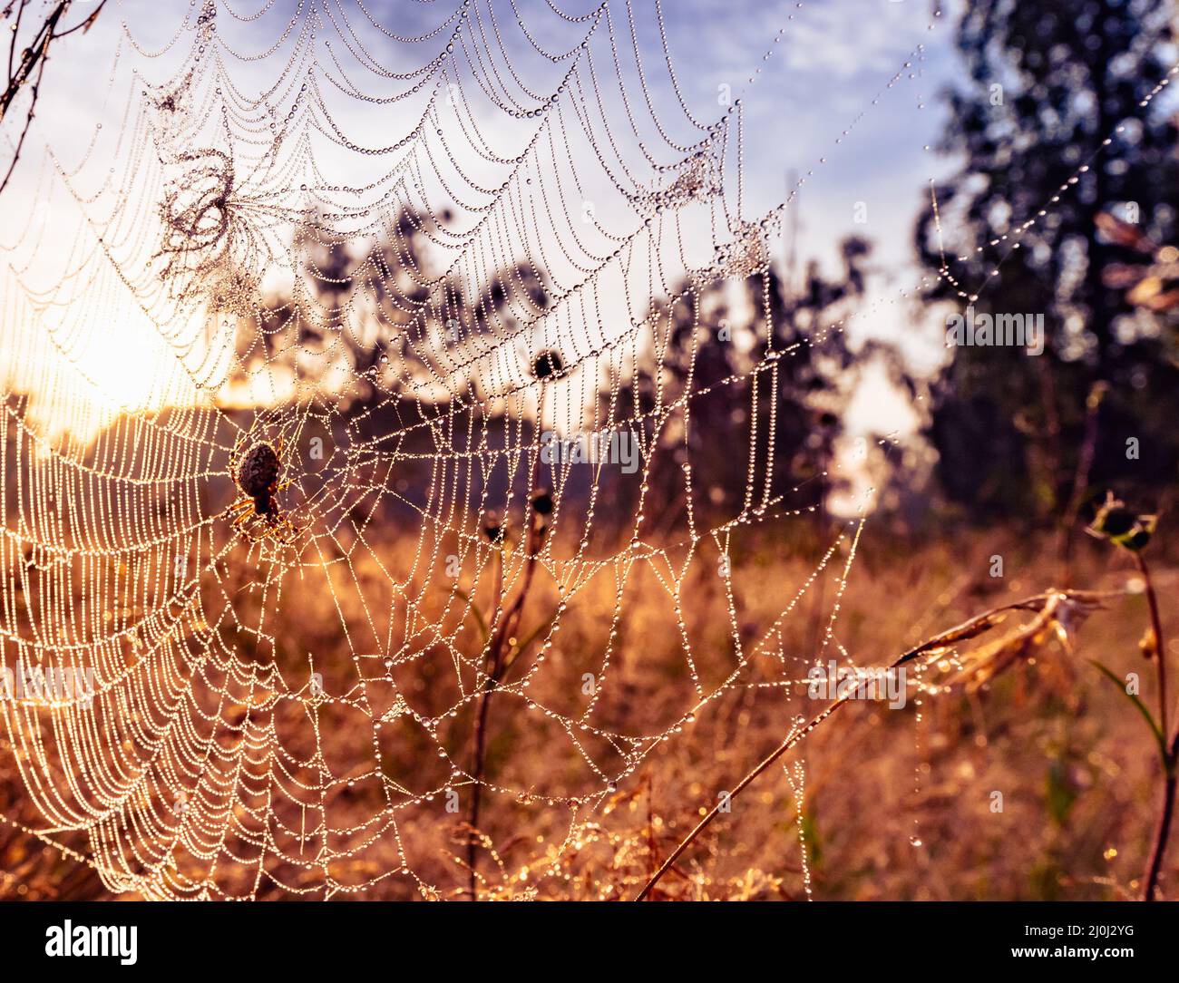 Spider web on the grass Stock Photo - Alamy