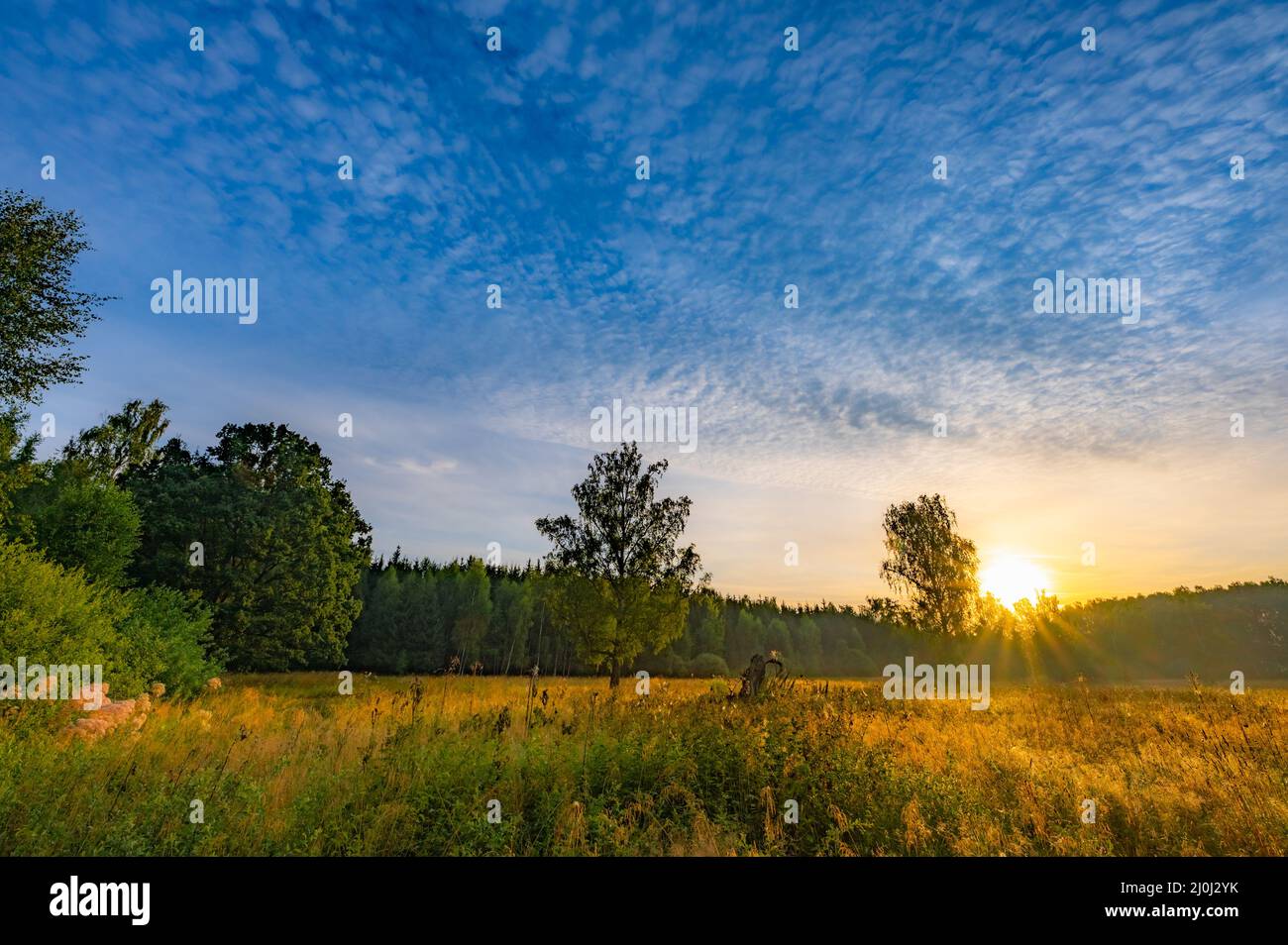 Morning sunshine through tree green hi-res stock photography and images ...