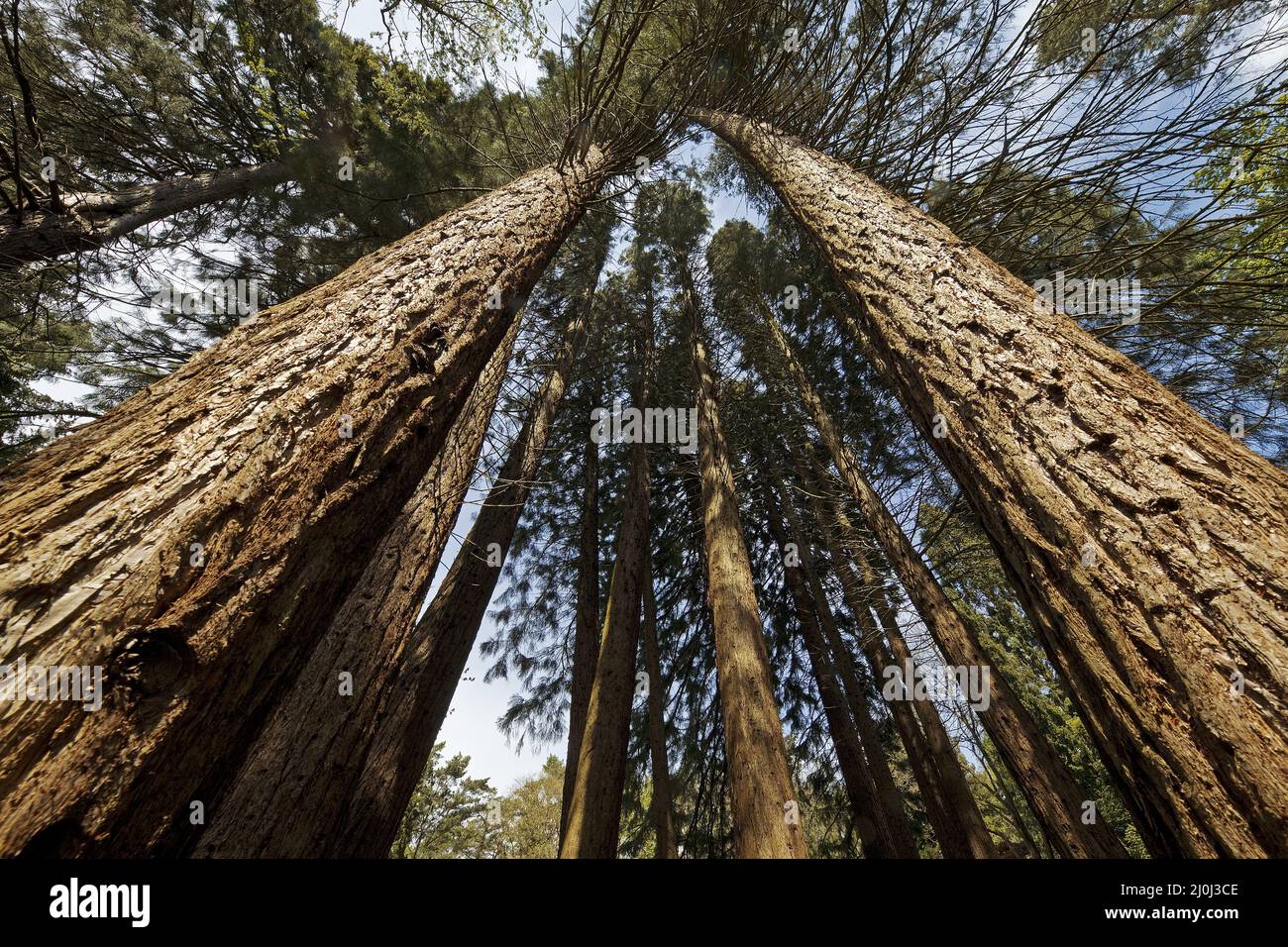 Giant sequoia trees (Sequoiadendron giganteum), Sequoiafarm ...