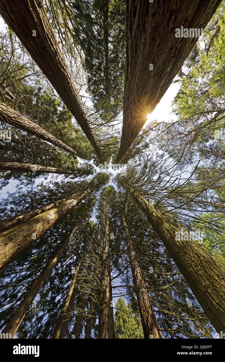Giant sequoia trees (Sequoiadendron giganteum), Sequoiafarm ...