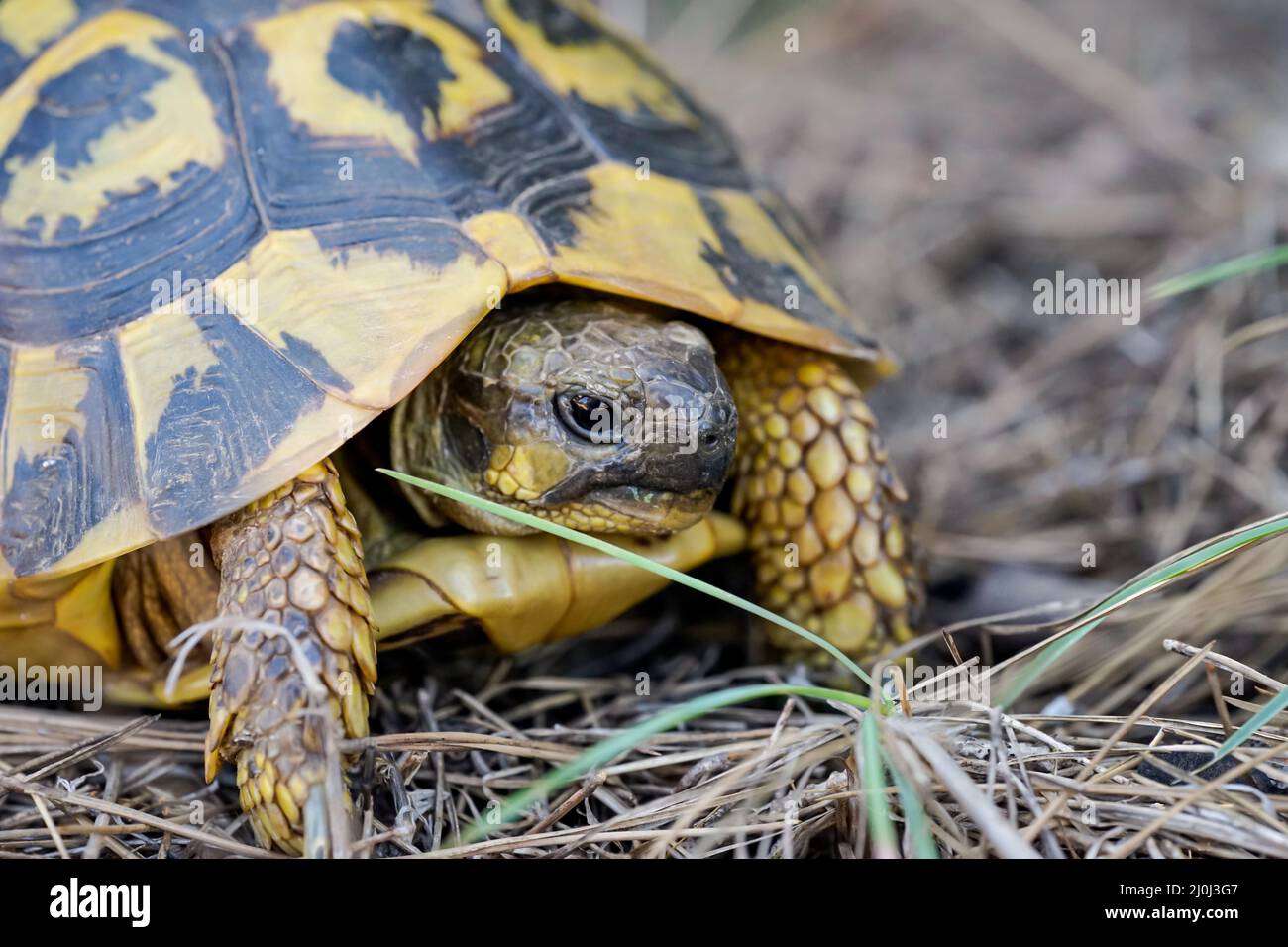 Small tortoise hi-res stock photography and images - Alamy
