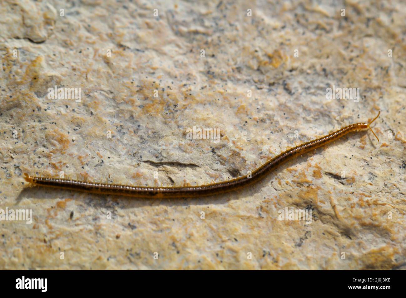 Millipede australia hi-res stock photography and images - Alamy
