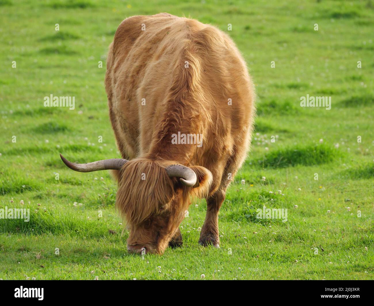 Cow in germany Stock Photo - Alamy