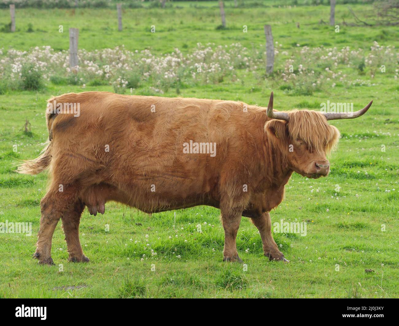 Germany cow field hi-res stock photography and images - Alamy