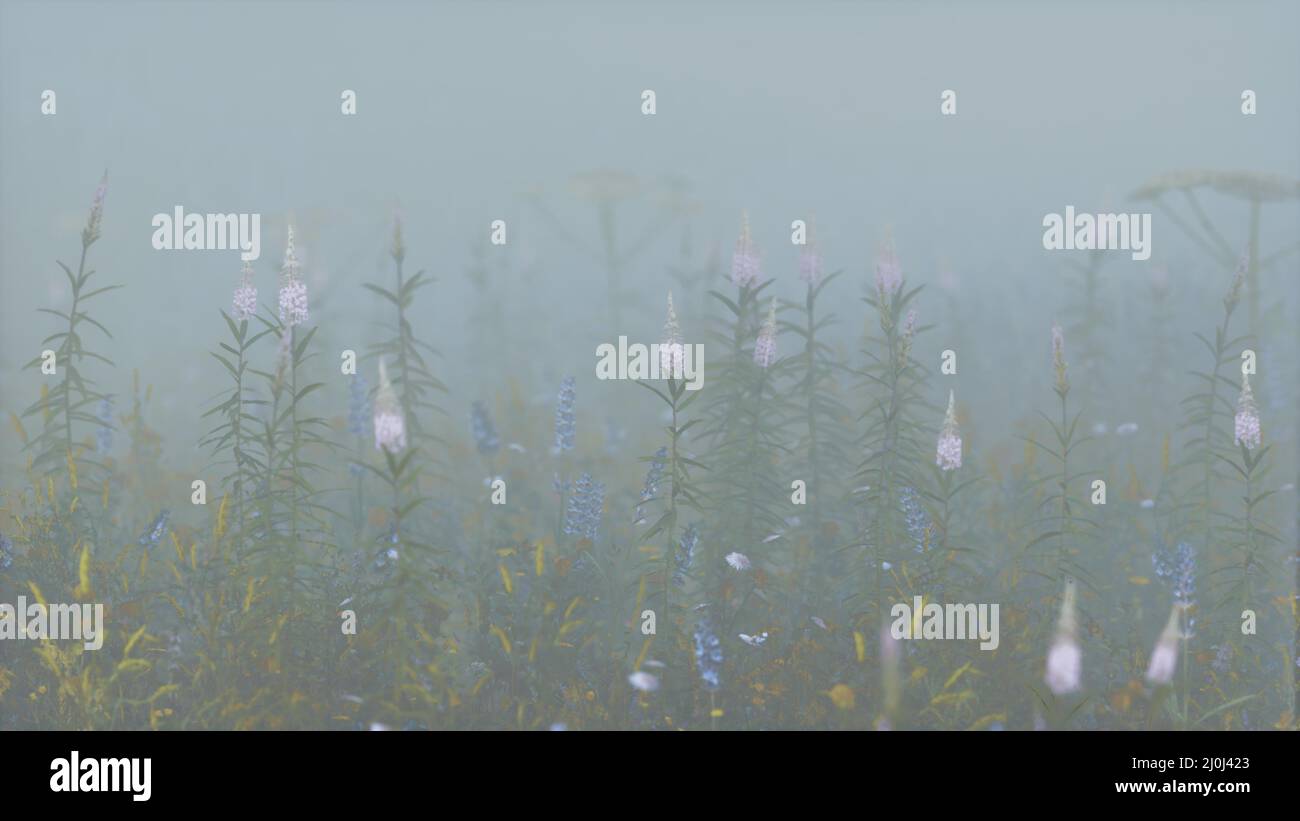 Wild field flowers in deep fog Stock Photo - Alamy