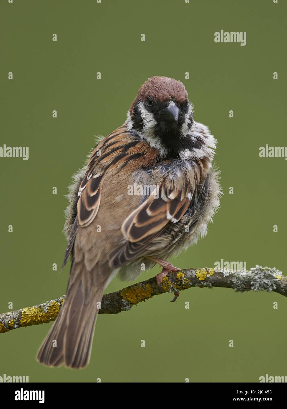 Eurasian Tree Sparrow Stock Photo - Alamy