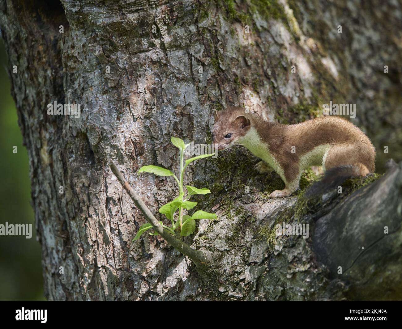 Weasel prey hi-res stock photography and images - Alamy