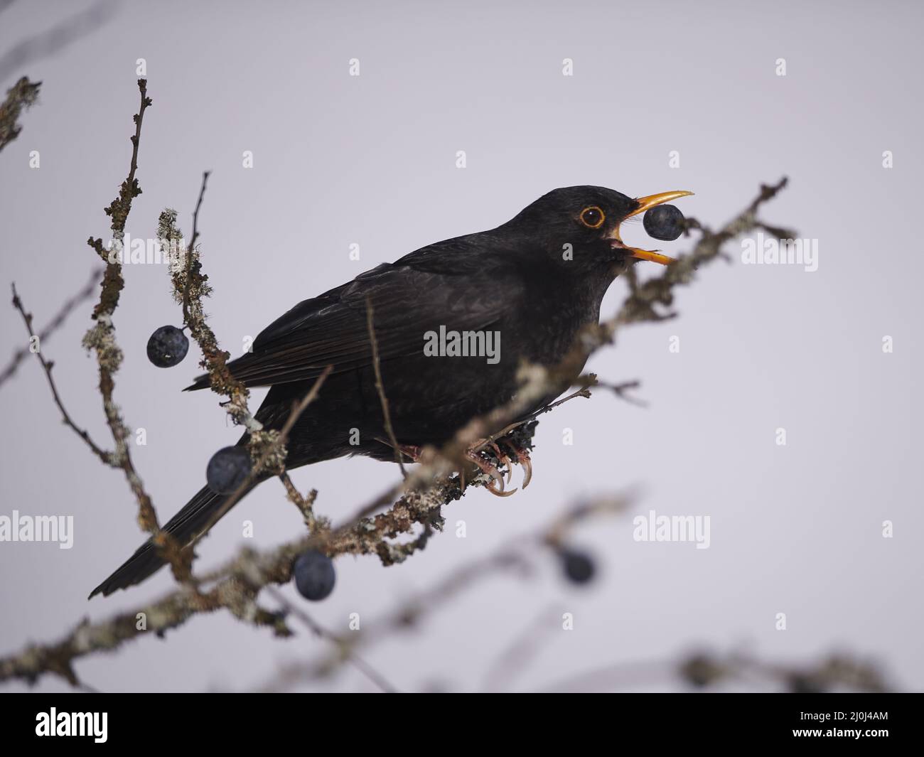 Wood birds hi-res stock photography and images - Alamy