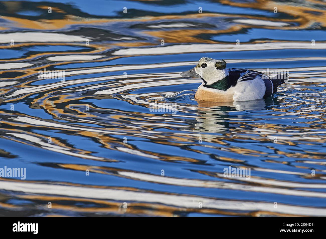 Pinto duck hi-res stock photography and images - Alamy