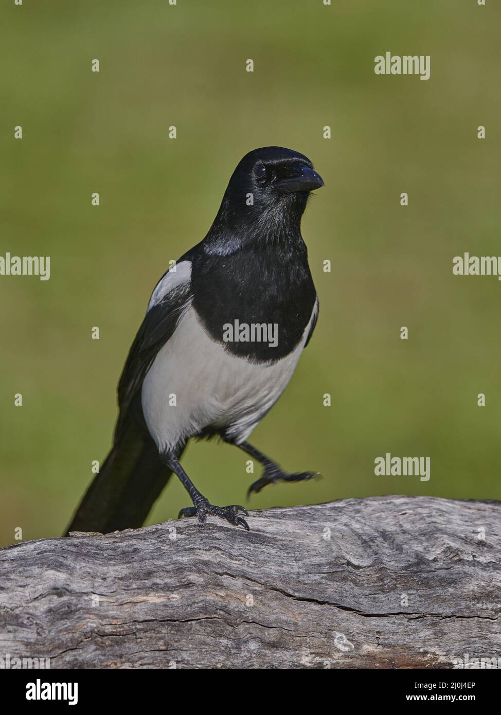 Nice magpie hi-res stock photography and images - Alamy