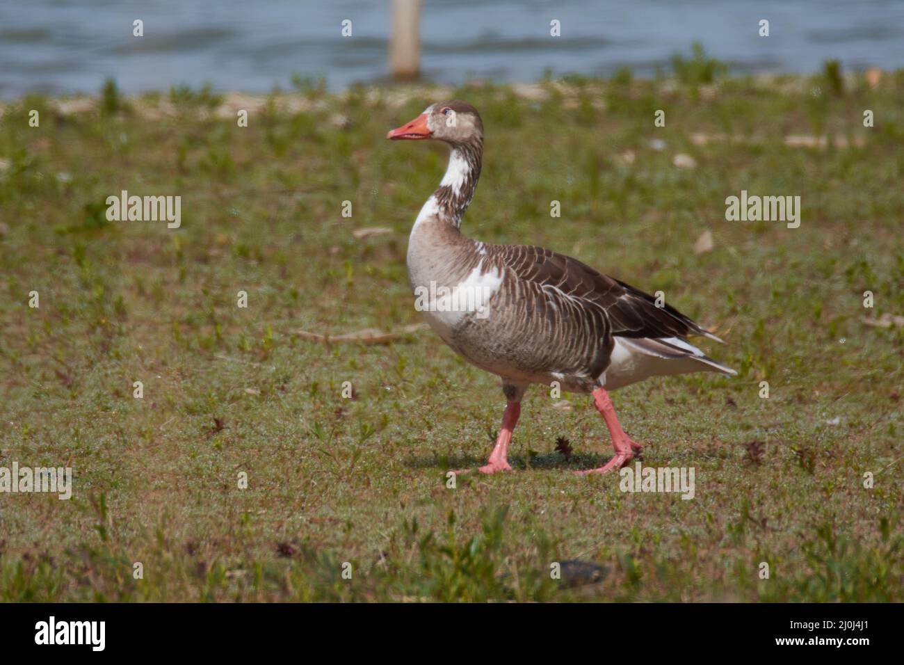 Greylag goose hybrid with domestic goose Stock Photo - Alamy