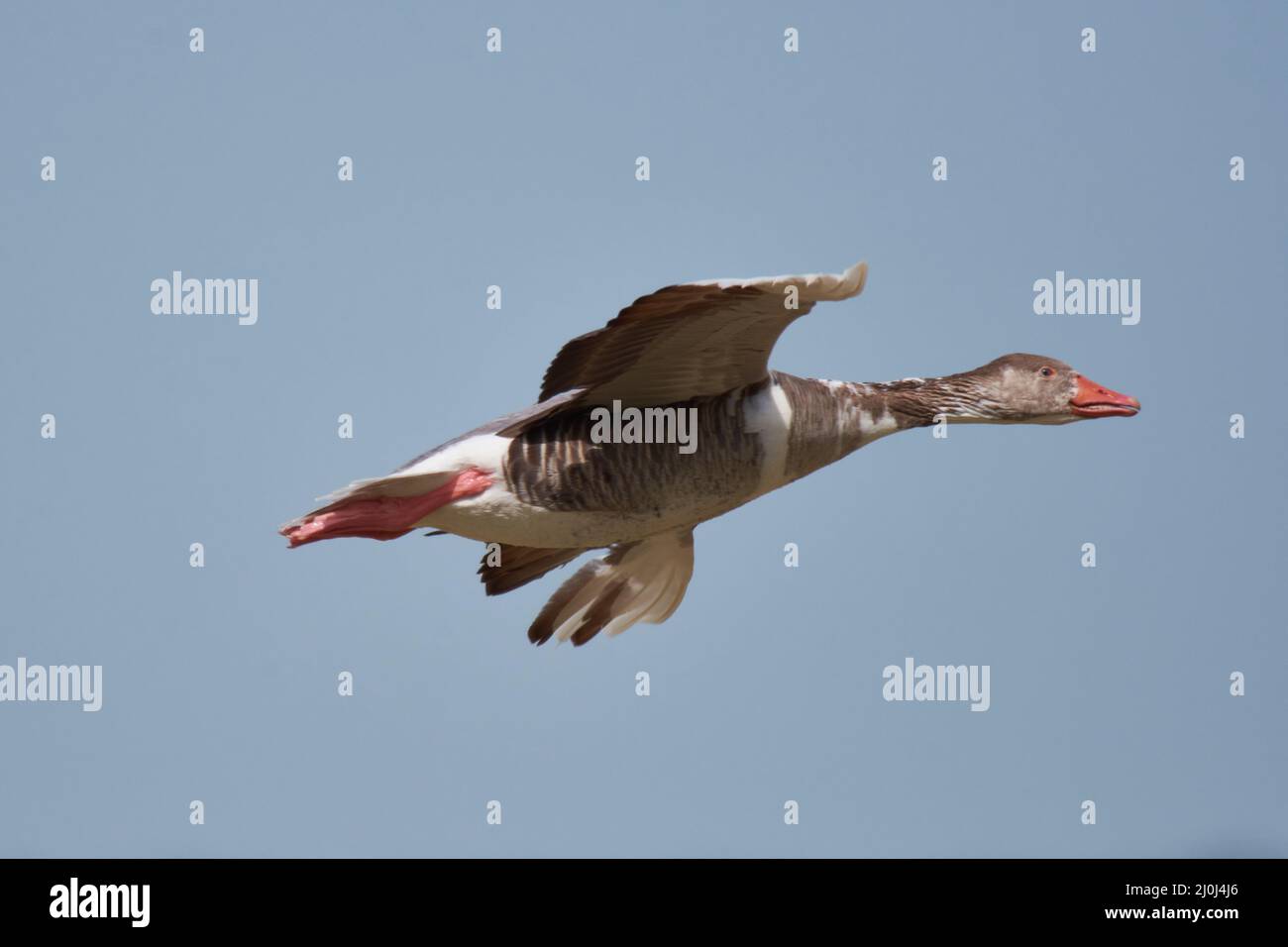 Bbayern hi-res stock photography and images - Alamy