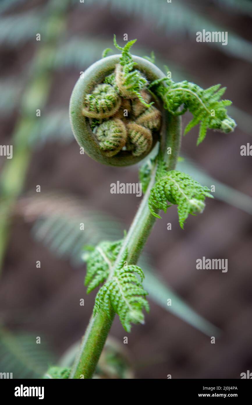 Fern tree frond unculring in a garden in Berkeley, California Stock ...