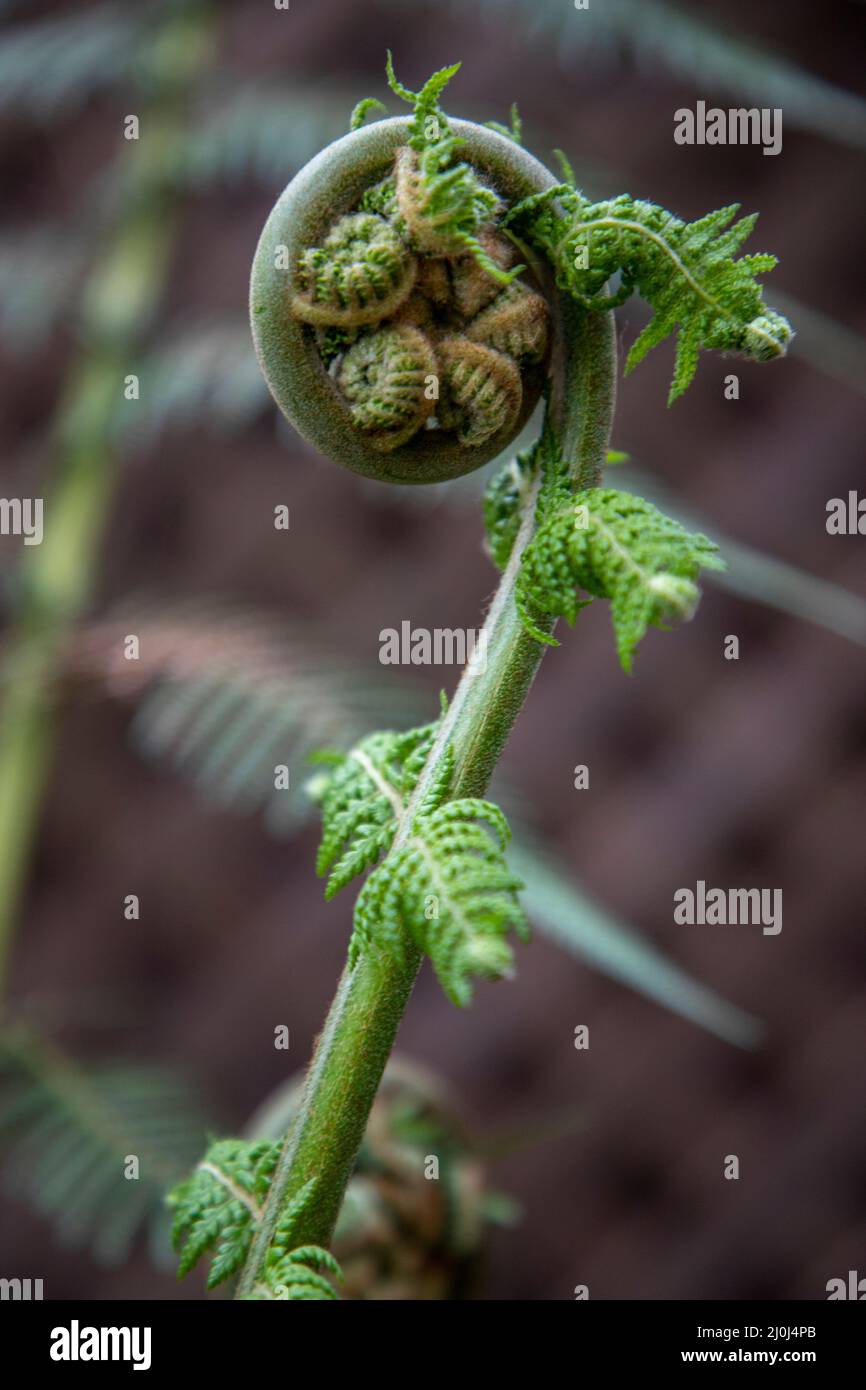 Fern tree frond unculring in a garden in Berkeley, California Stock ...