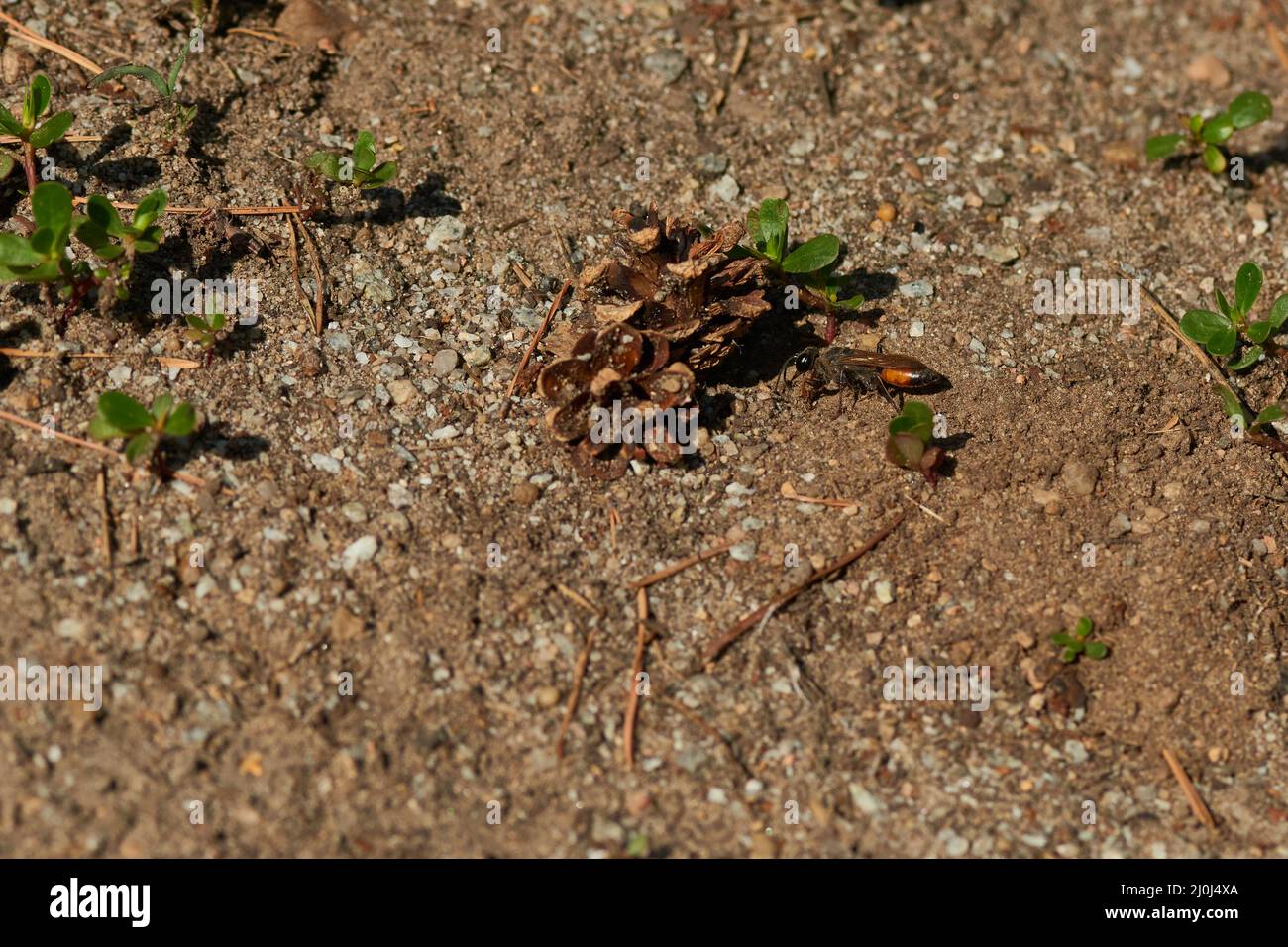 Sphex funerarius, the golden digger wasp Stock Photo - Alamy