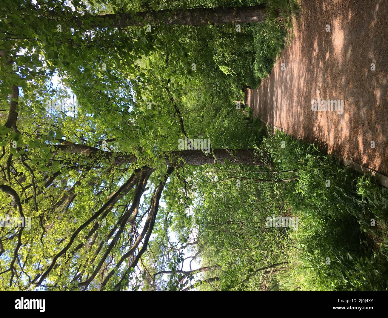 Vertical shot of a pathway through green trees and shrubs in sunlight ...