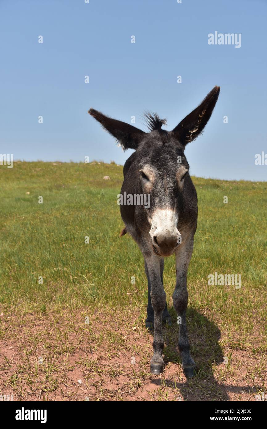 Very cute dark color burro with long ears Stock Photo - Alamy