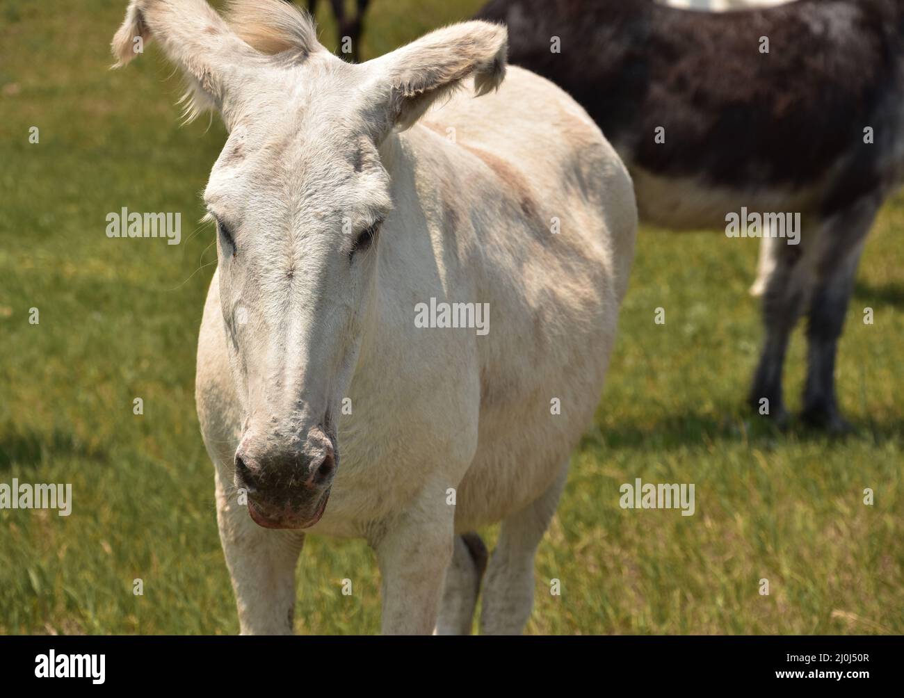 White burro with bent ears in a grass field Stock Photo - Alamy