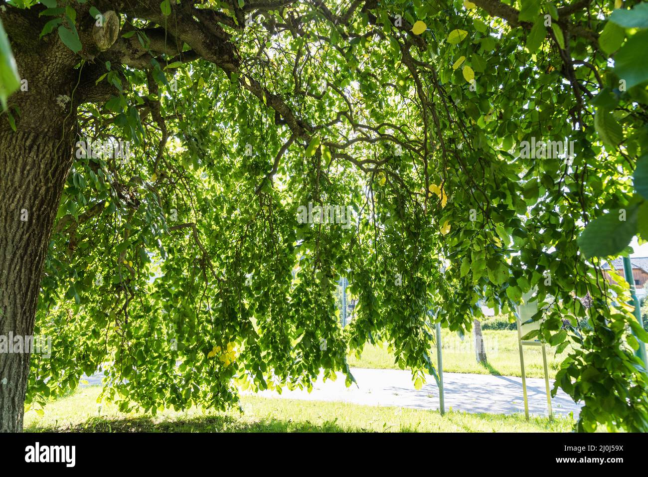 Hanging crown hi-res stock photography and images - Alamy