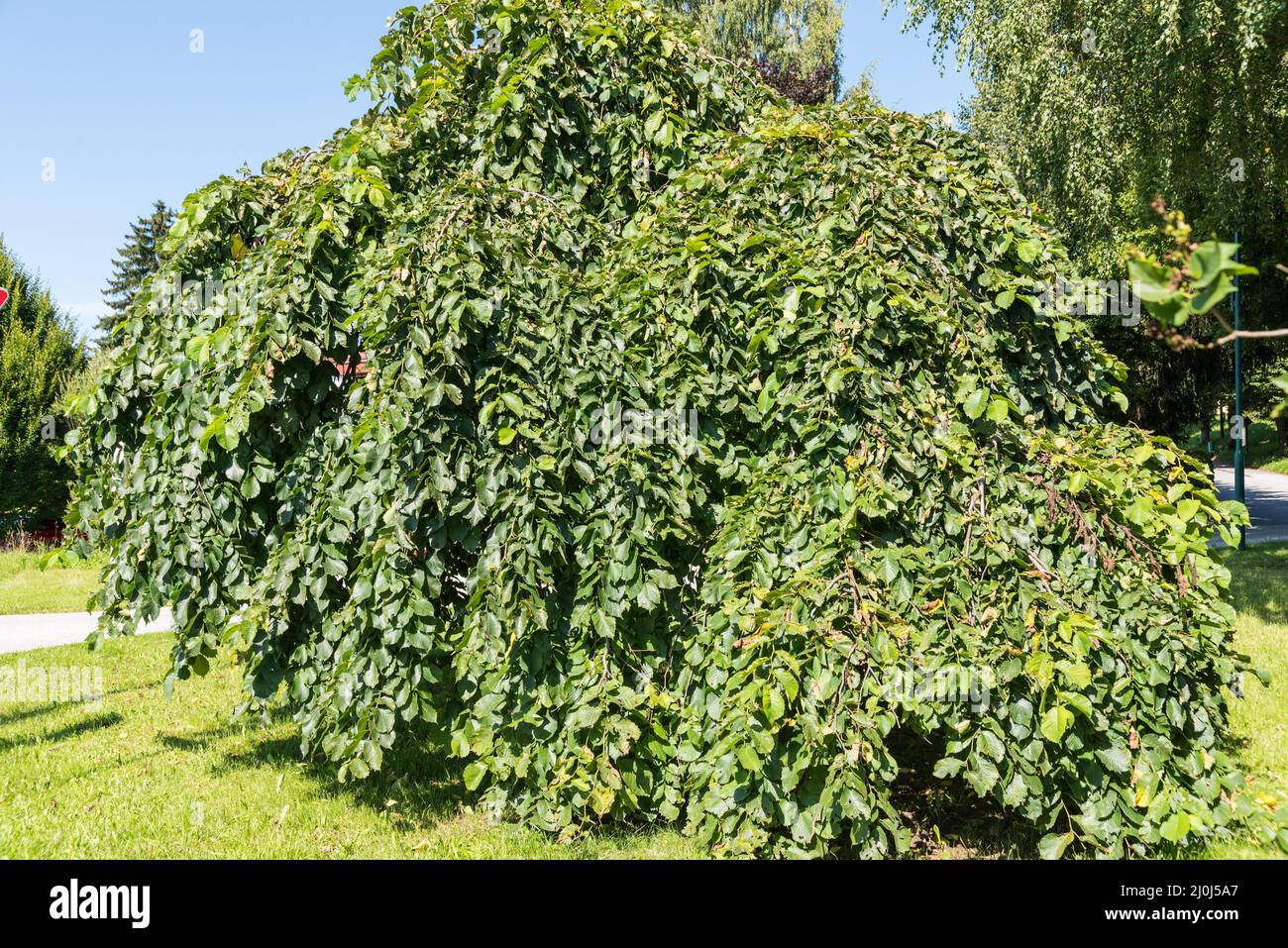 Hanging elm or black elm with a hanging crown - garden design Stock ...