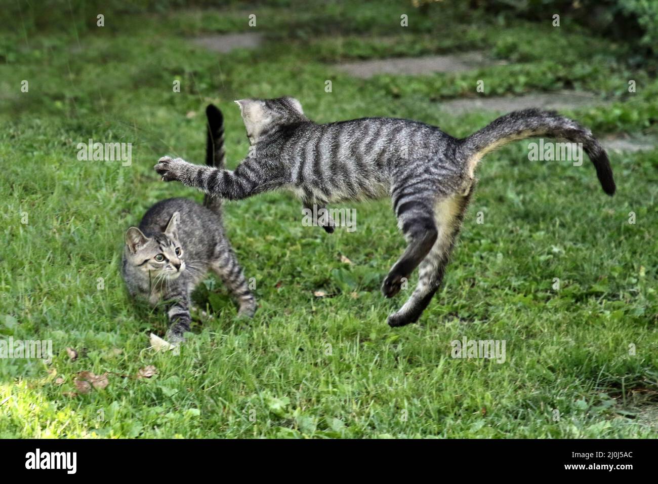 Hybrid cats hi-res stock photography and images - Alamy
