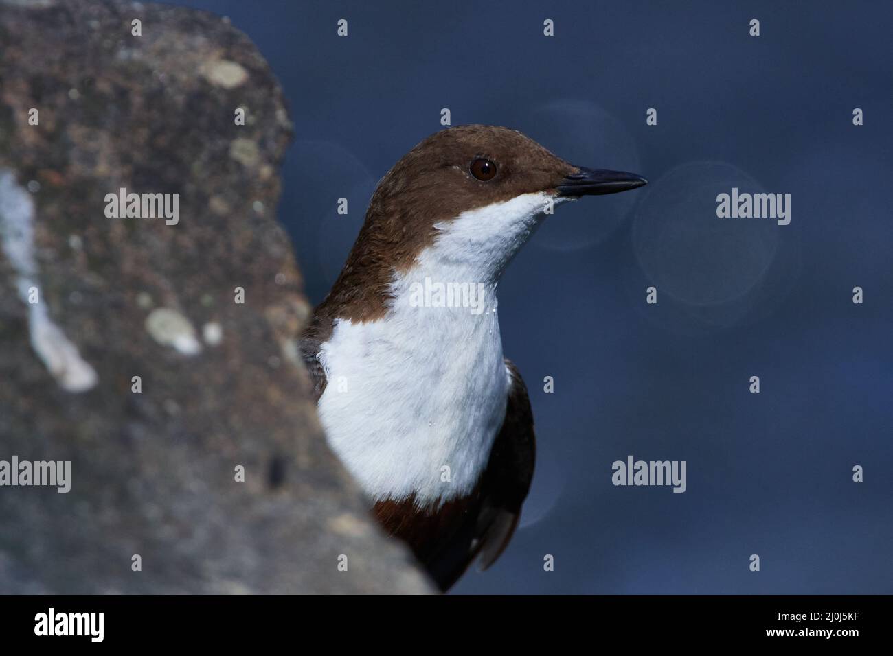White-throated dipper in spring Stock Photo - Alamy