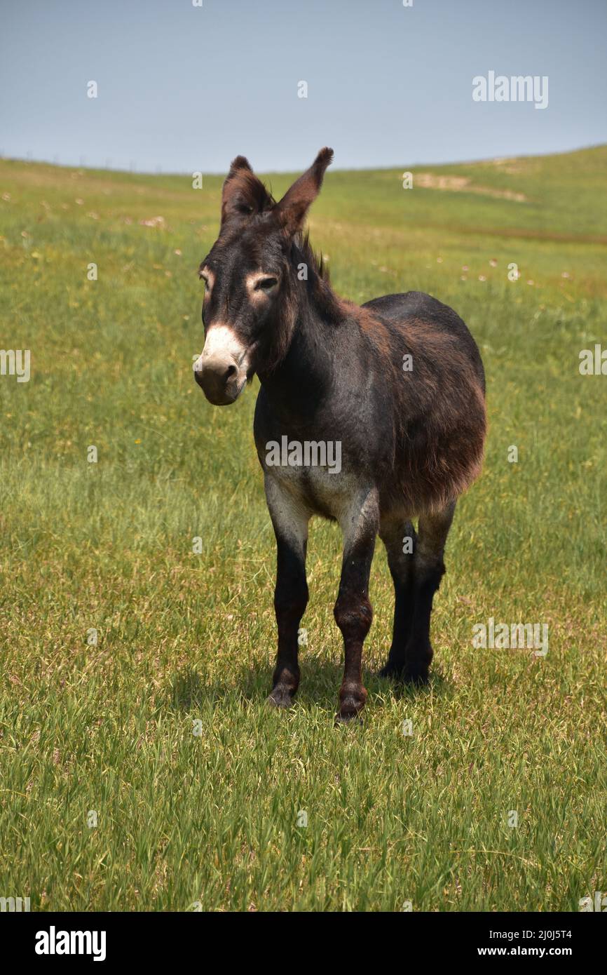 Adorable dark brown burro standing in a field Stock Photo - Alamy