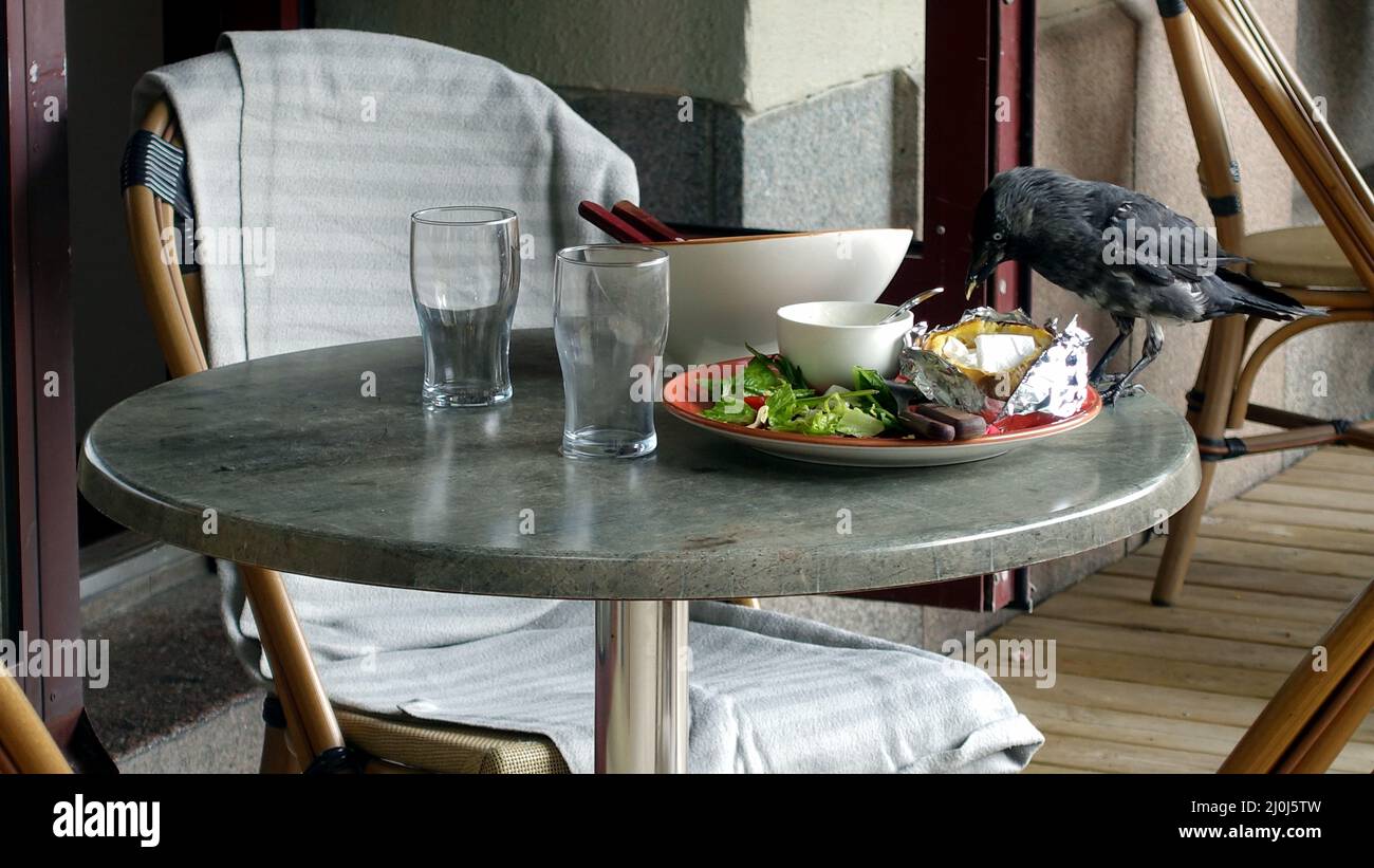 A crow landed on a restaurant table to peck at the remains left by a ...