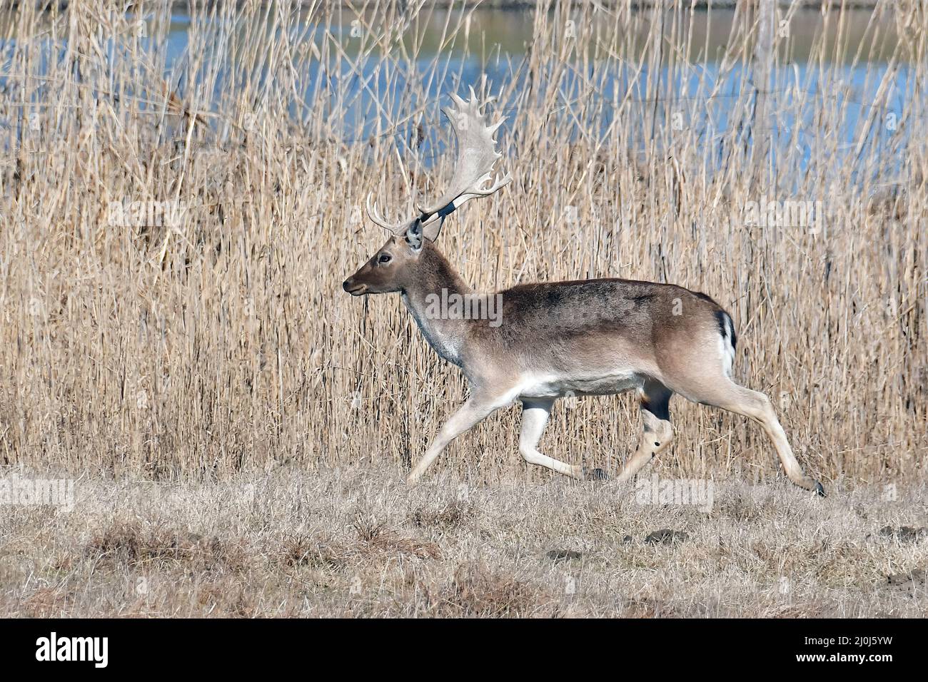 Damhirsch dam hirsch damwild dama dama hi-res stock photography and ...