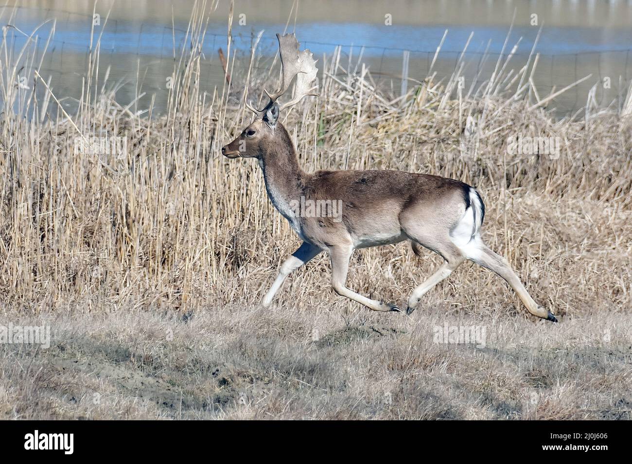 Damhirsch dam hirsch damwild dama dama hi-res stock photography and ...