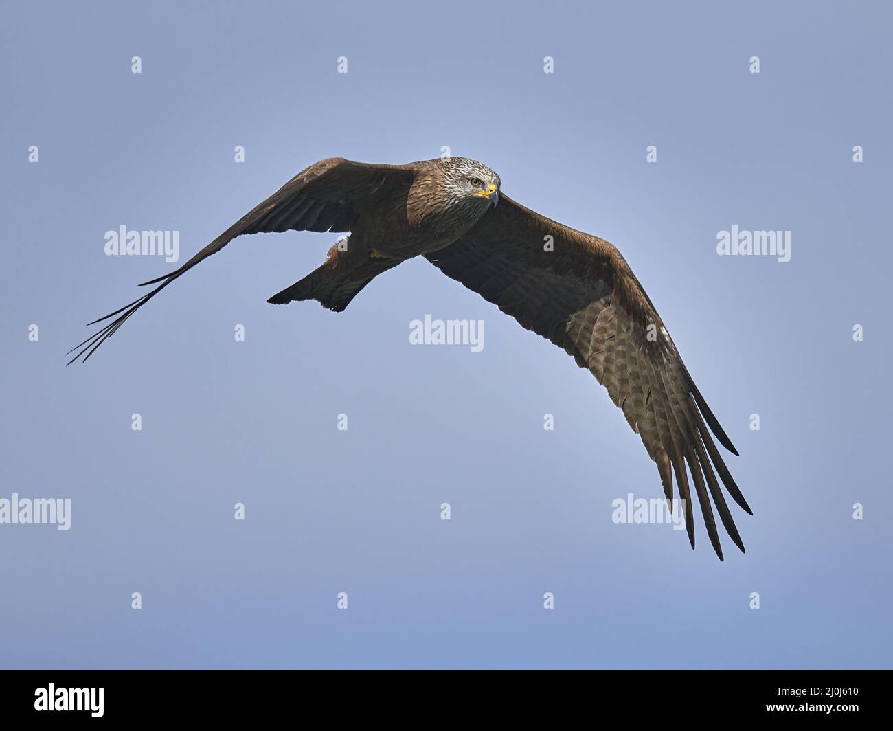 Milvus red milan rotmilan hi-res stock photography and images - Alamy