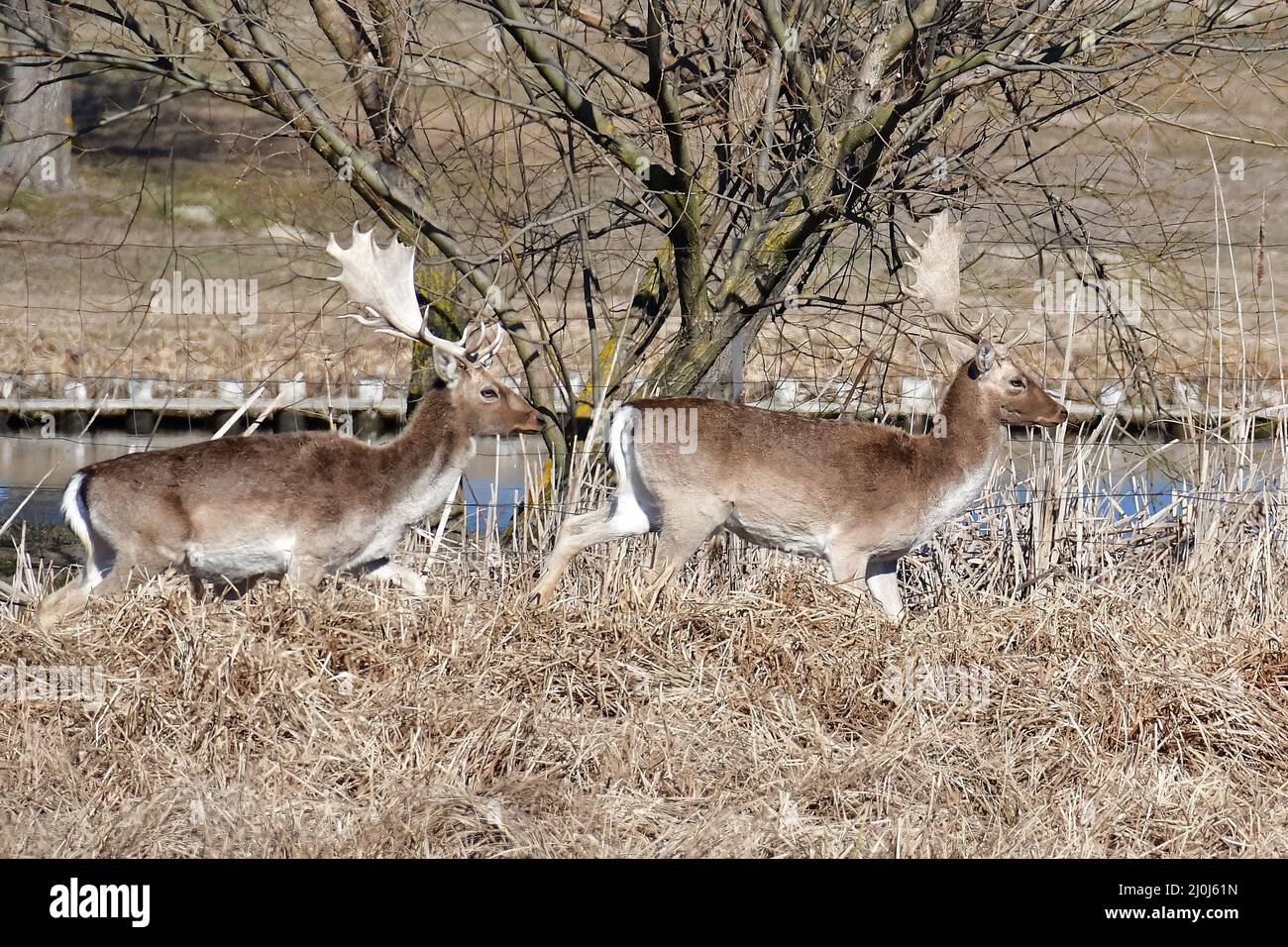 fallow deer, Dama dama, Damhirsch, Damwild, daim européen, európai ...