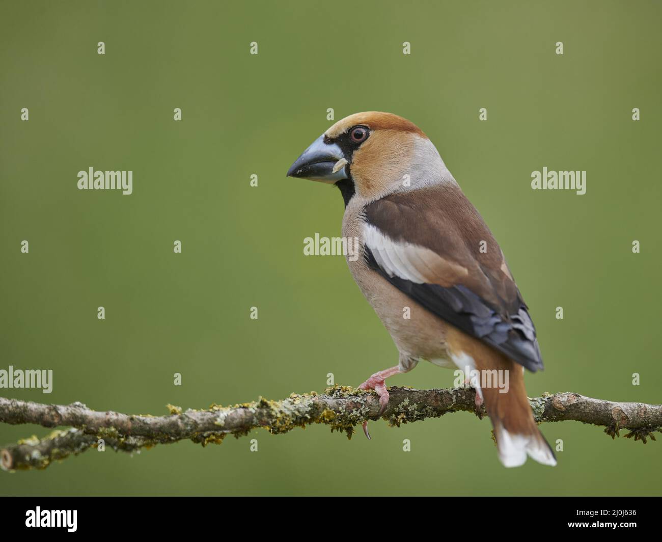 Europaeischen finch hi-res stock photography and images - Alamy