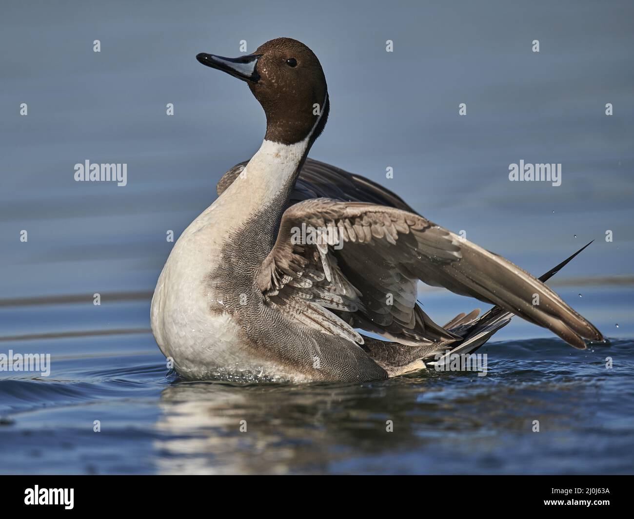 Heart of duck hi-res stock photography and images - Alamy