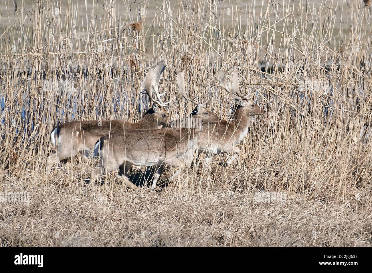 Damhirsch dam hirsch damwild dama dama hi-res stock photography and ...