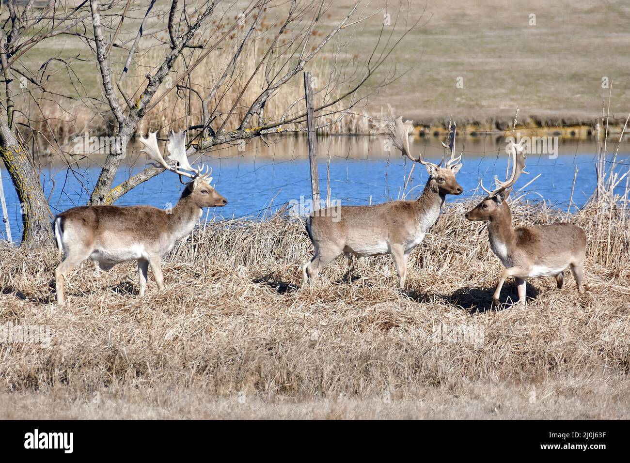 fallow deer, Dama dama, Damhirsch, Damwild, daim européen, európai ...
