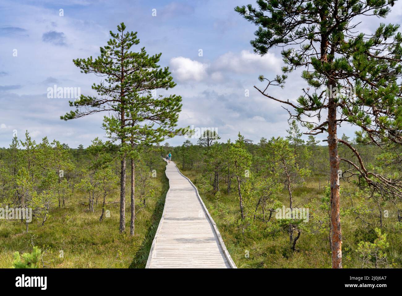 Viru bog trail hi-res stock photography and images - Alamy