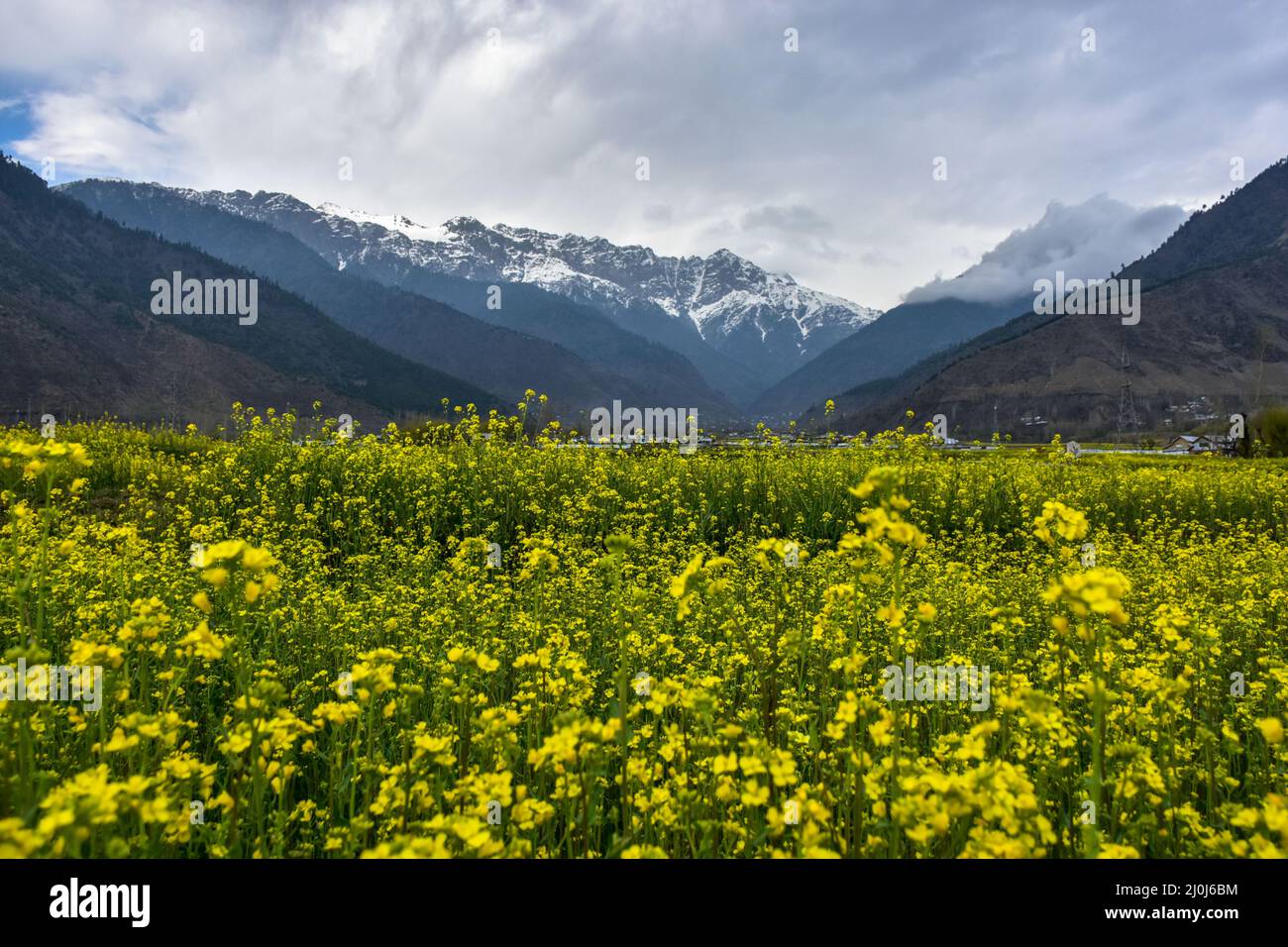 Mustard fields seen in full bloom on a sunny spring day in Ganderbal ...