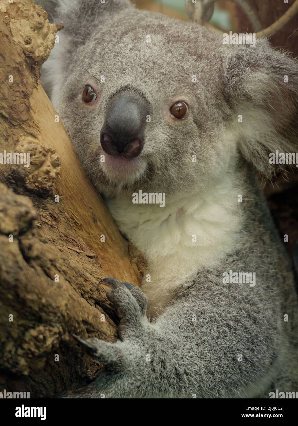 Coala hi-res stock photography and images - Alamy