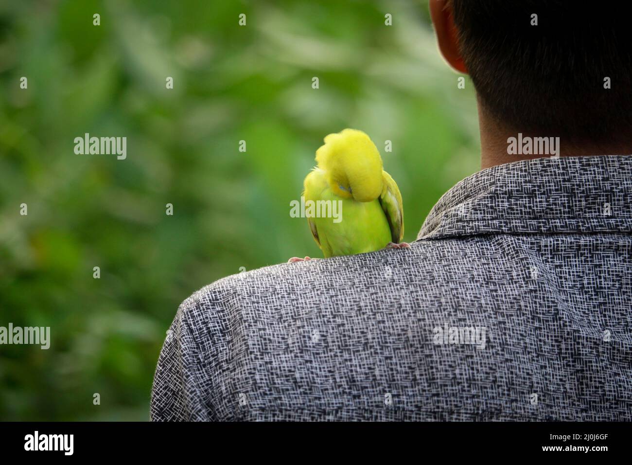 The little bird is sitting on the human shoulder Stock Photo - Alamy